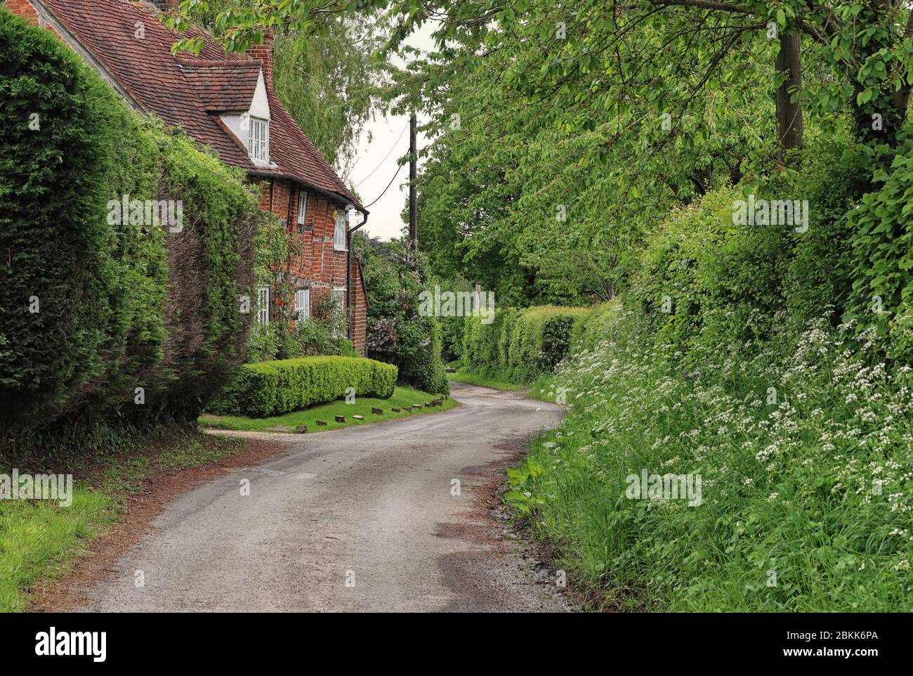 An English Rural lane with timber framed cottage and green hedgerows ...