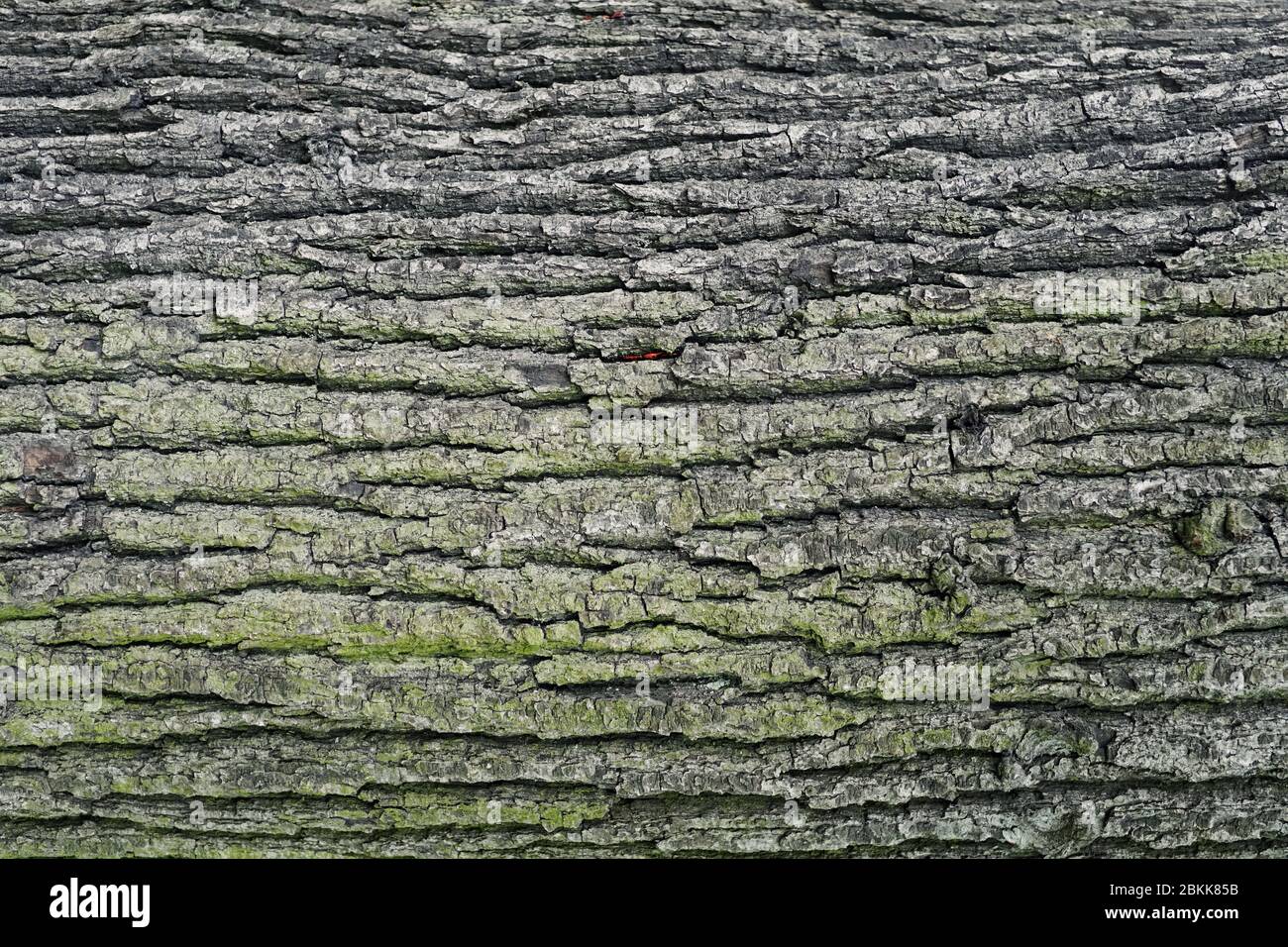 Tree bark wallpaper background Stock Photo - Alamy