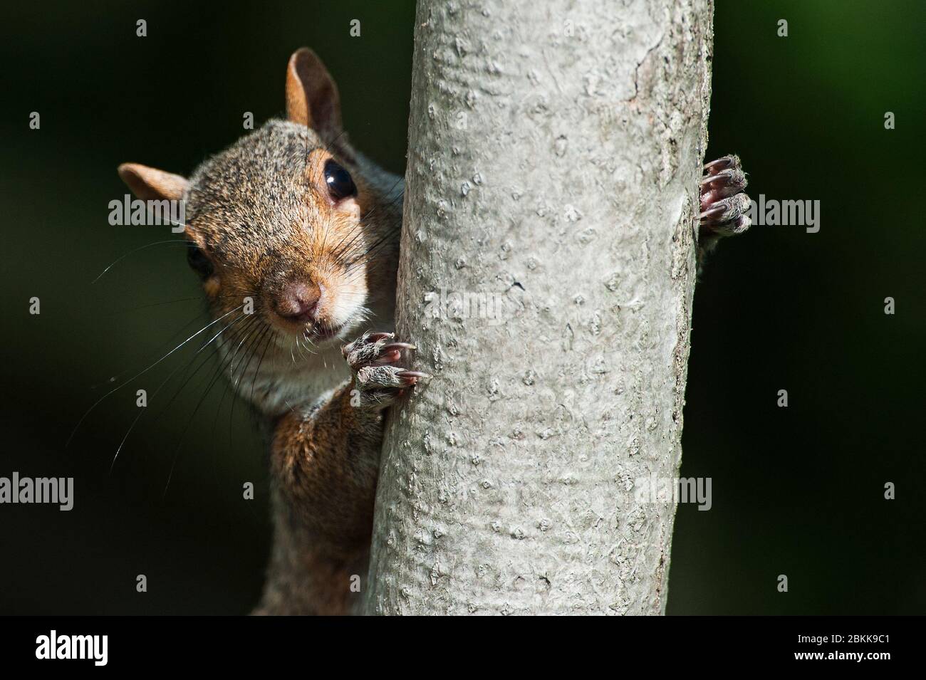 Squirrels up close hi-res stock photography and images - Alamy
