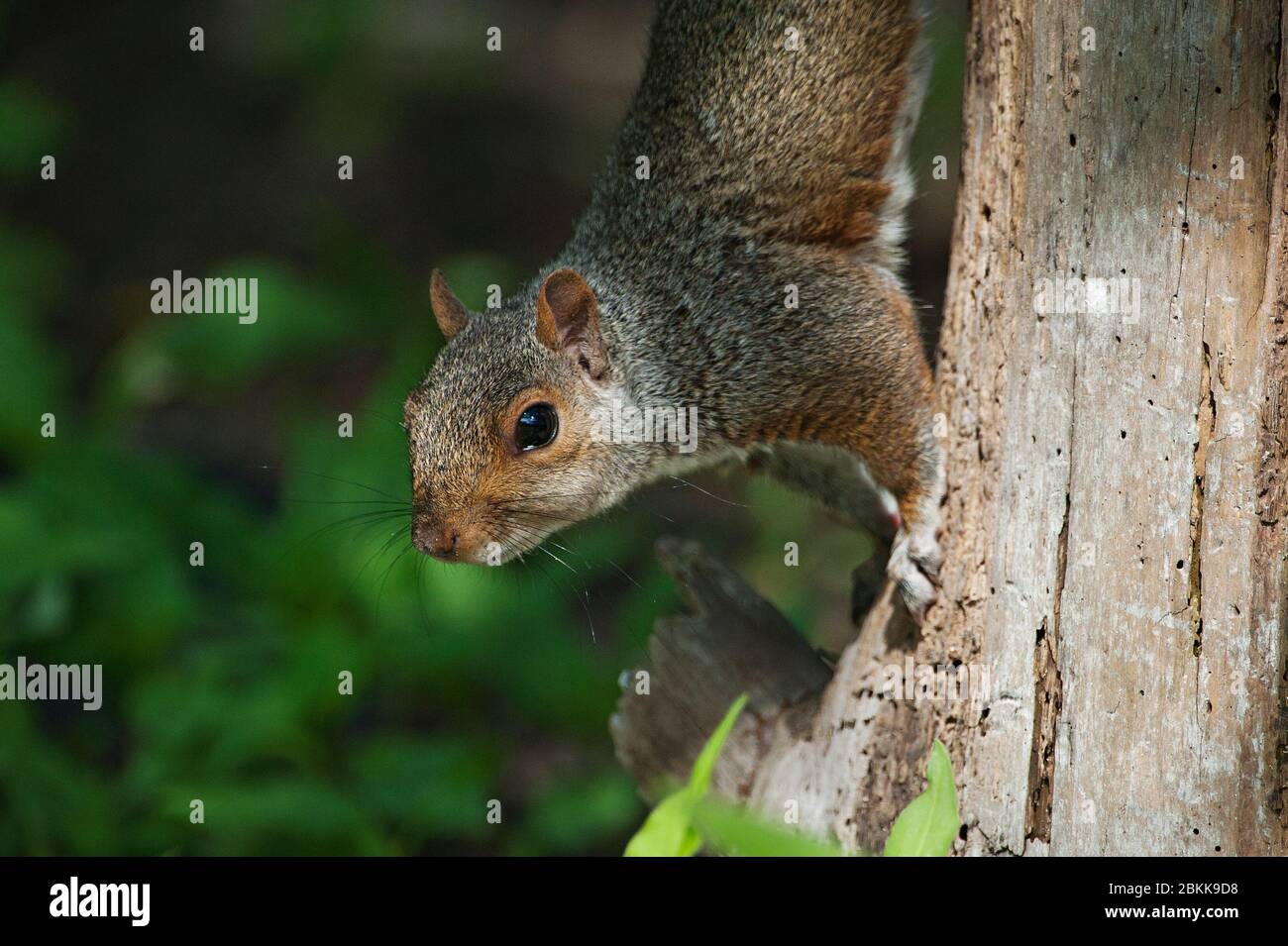 Squirrels up close hi-res stock photography and images - Alamy