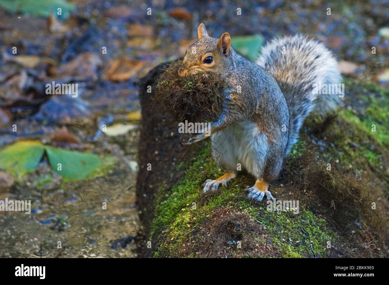 Eastern gray squirrel Stock Photo - Alamy