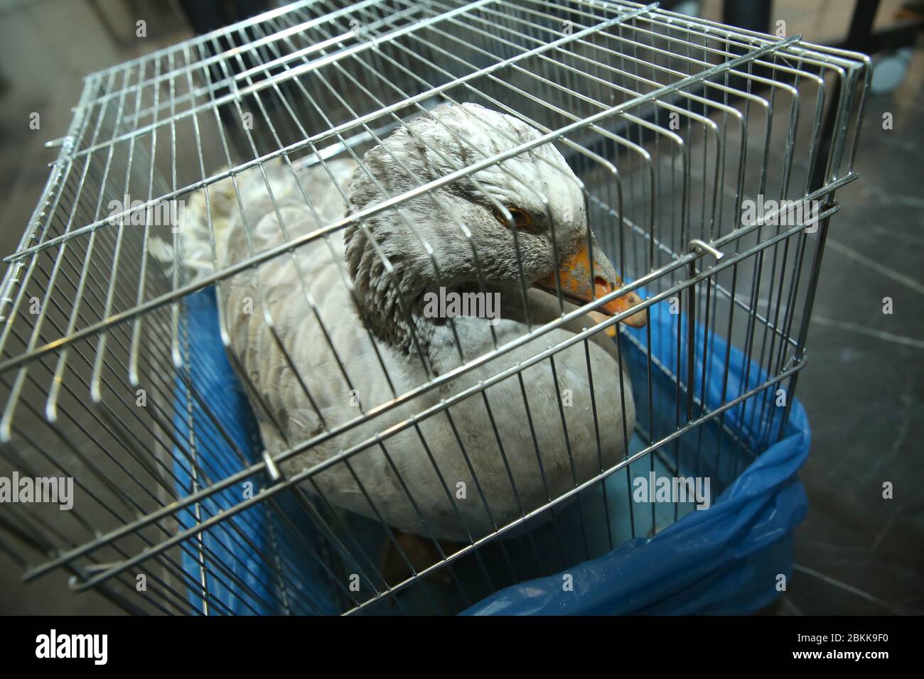 Inge Spotted duck in fair cage . Gray ducks locked inside cage looking ...