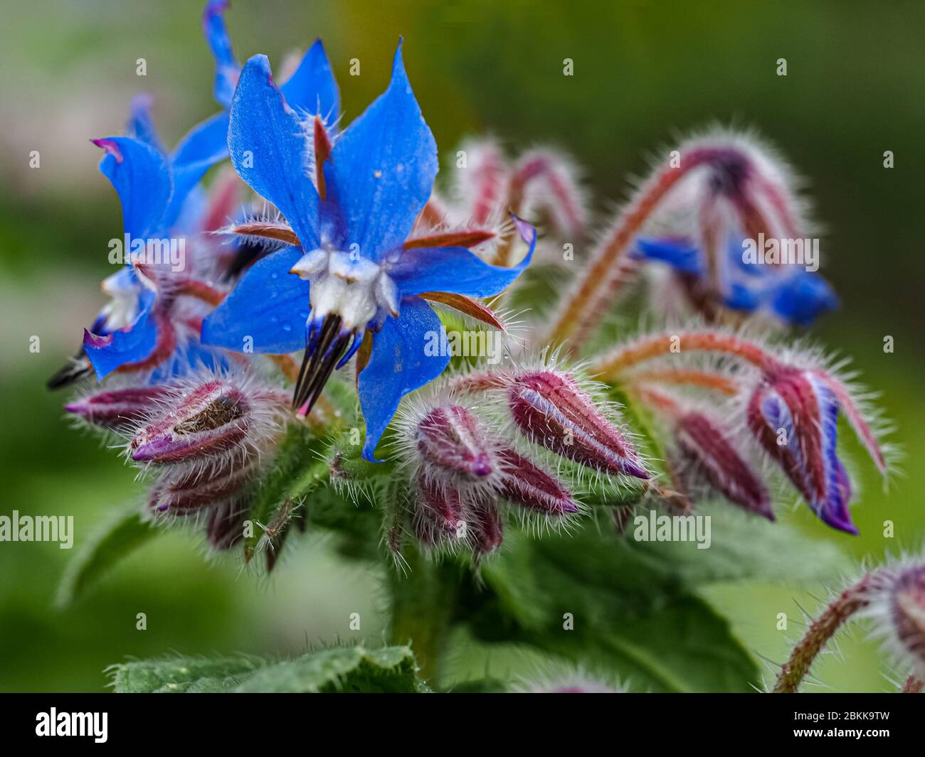 Closeup of the pretty blue flowers and buds on a borage plant, Borago ...