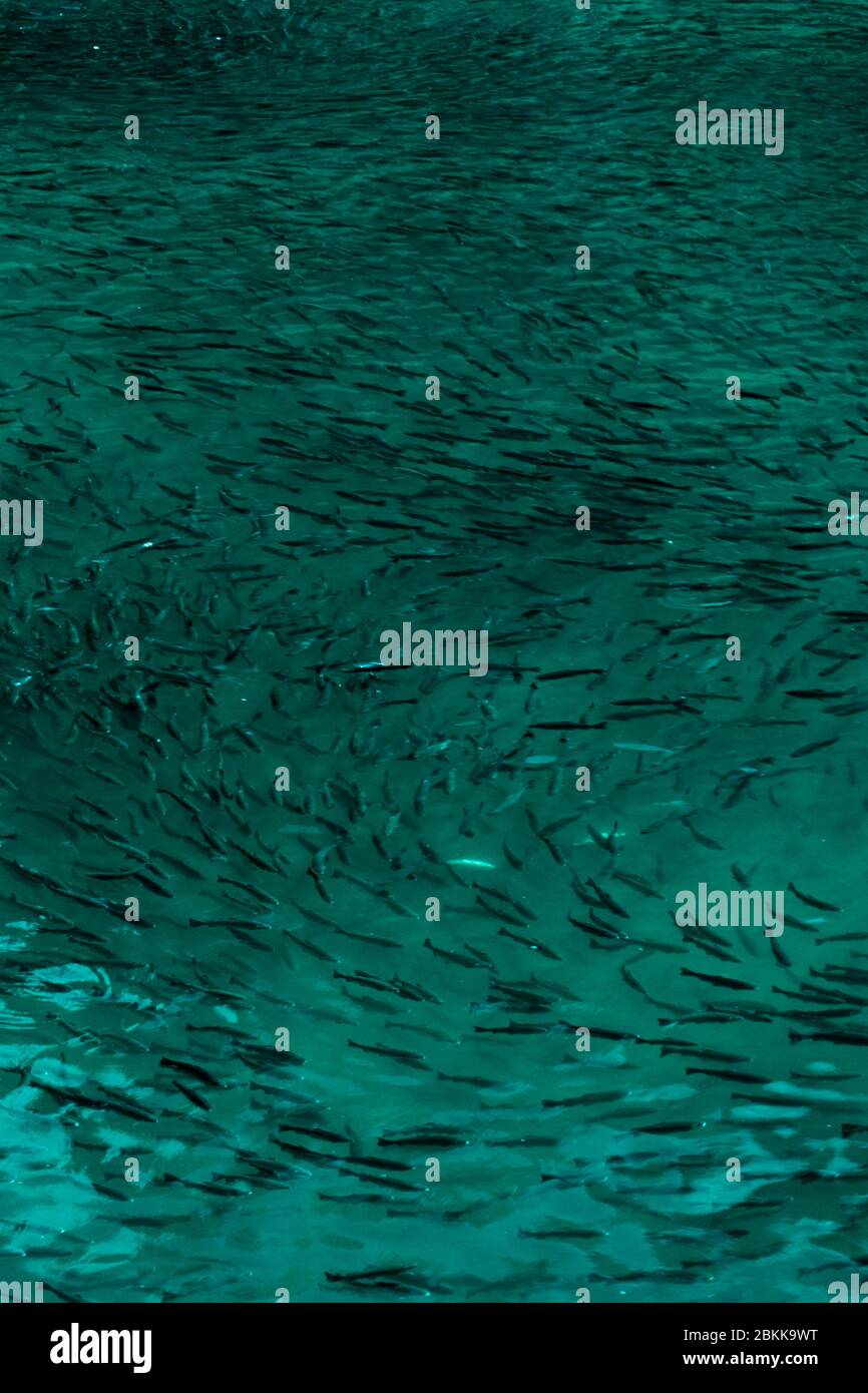 Enormous fish population endangered in turqoise sea Stock Photo - Alamy
