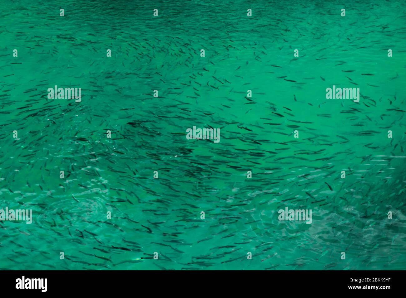 FISH BREEDER POOLS FOR BALKAN AND RAINBOW TROUT Stock Photo - Alamy
