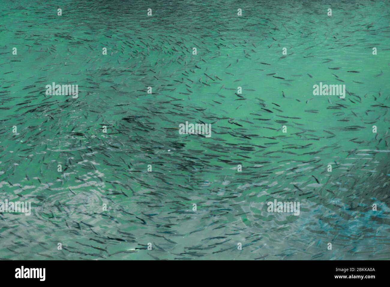 Population of fish hi-res stock photography and images - Alamy