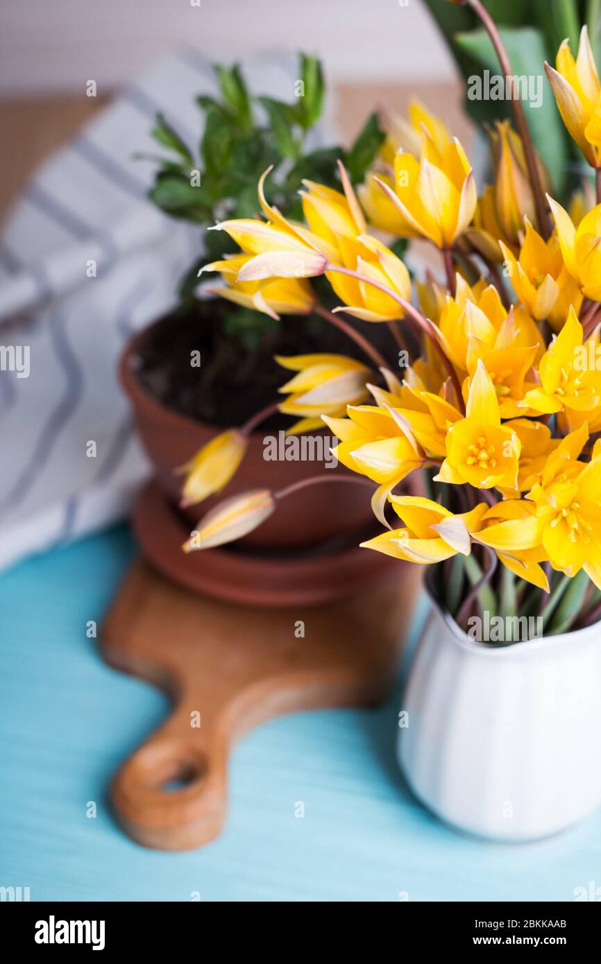 still life - beautiful wild yellow tulips in a vintage vase on a blue ...