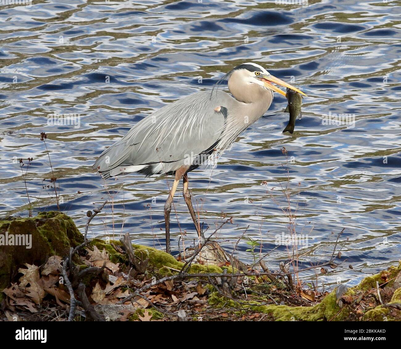 Crane Fishing on Lake Stock Photo - Alamy