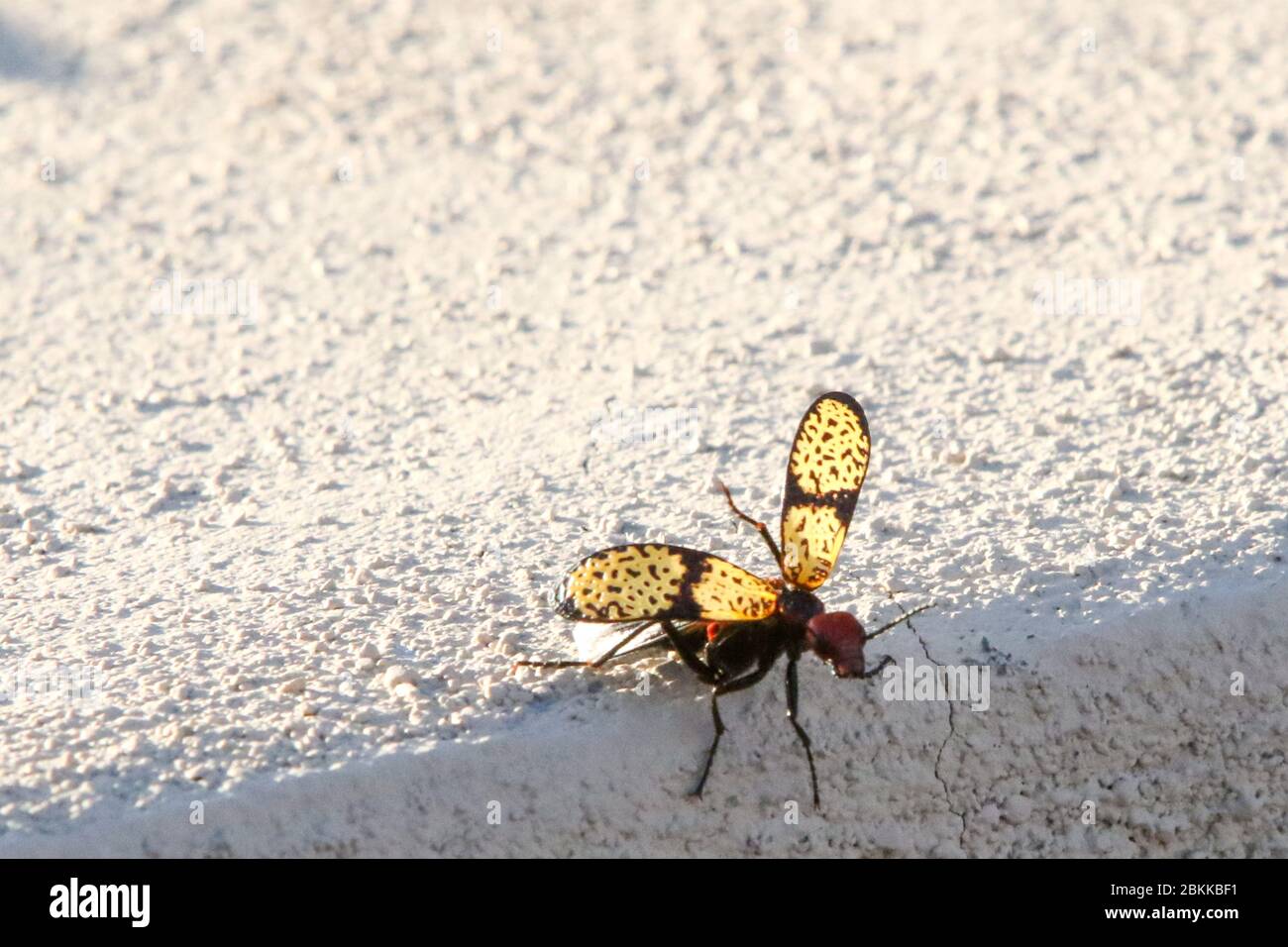 Arizona blister beetle hi-res stock photography and images - Alamy
