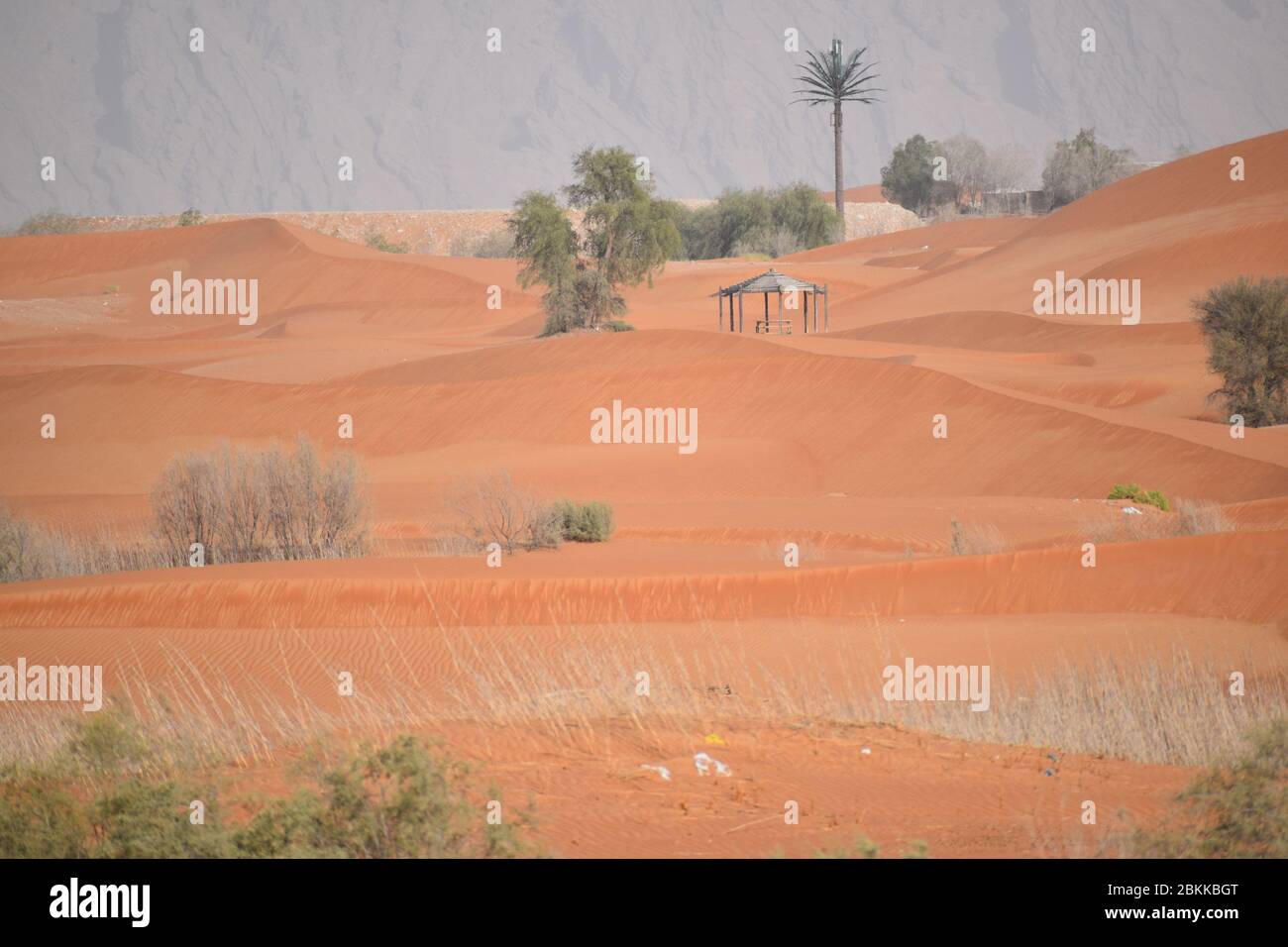 Real Safari Background