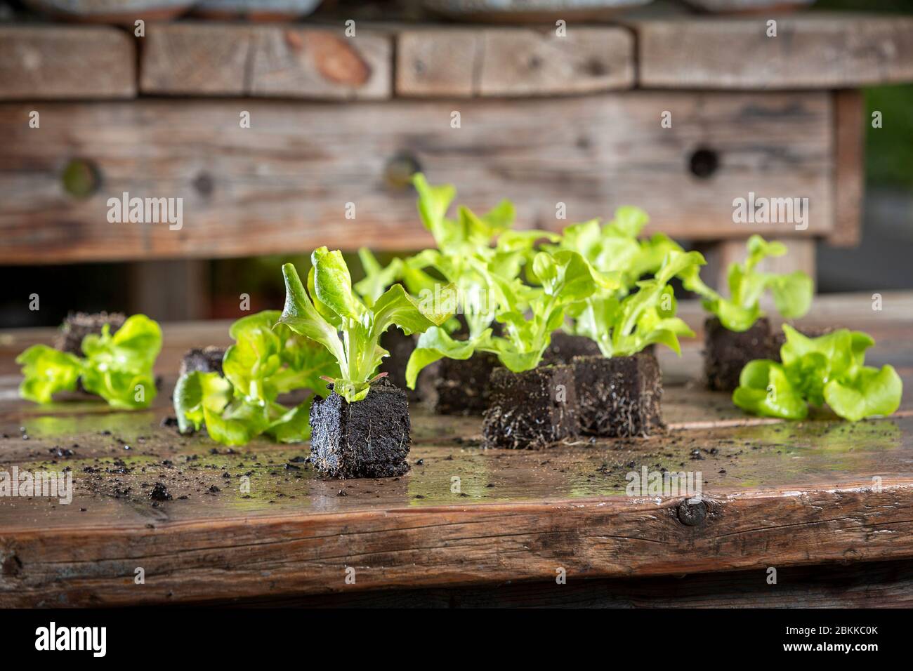 Close up of young salad plant, lettuce plant in garden centre Stock ...