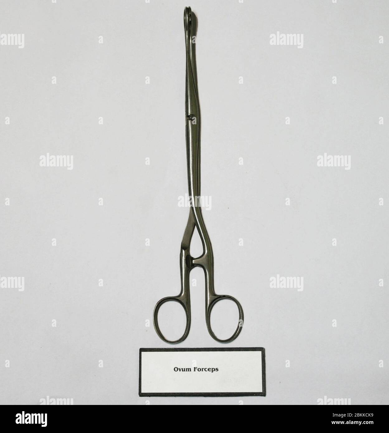 An old vintage Ovum Forceps used a surgical instrument used to remove ...