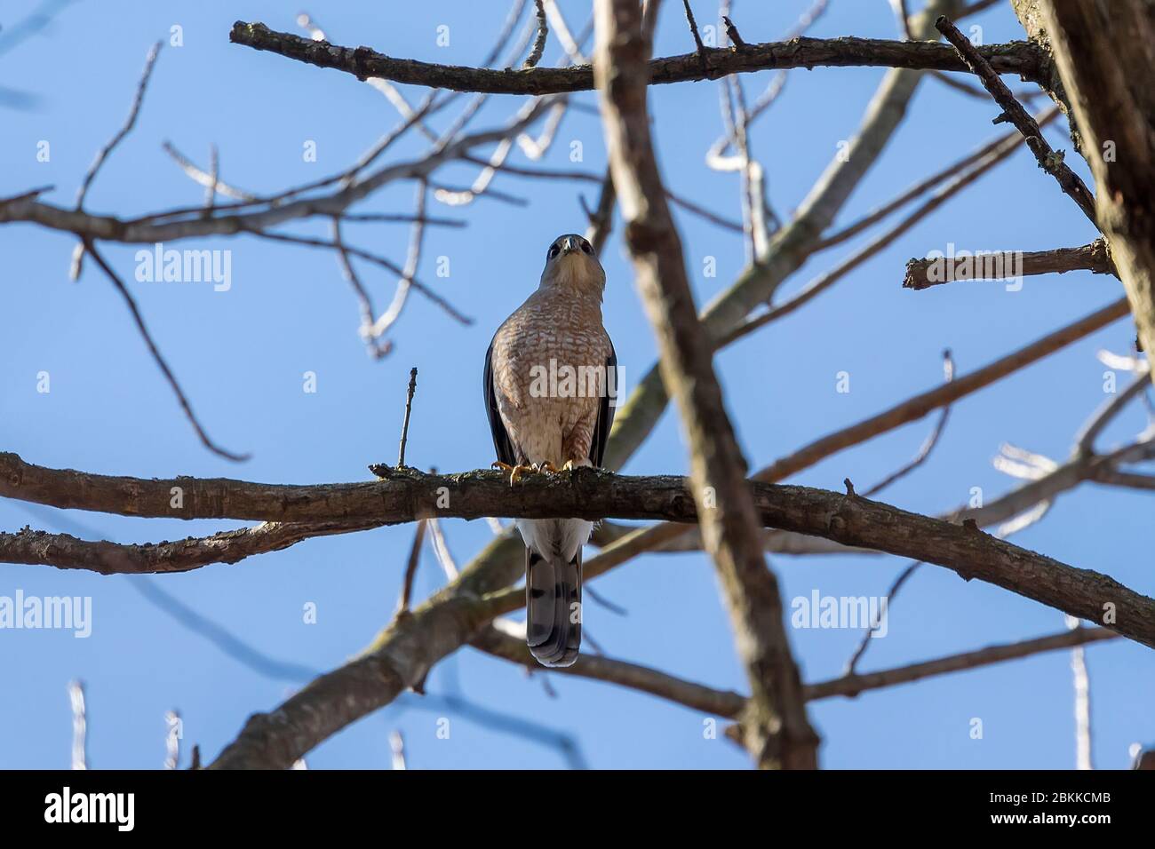 Cooper's hawk (Accipiter cooperii), also known as the Cooper hawk is ...