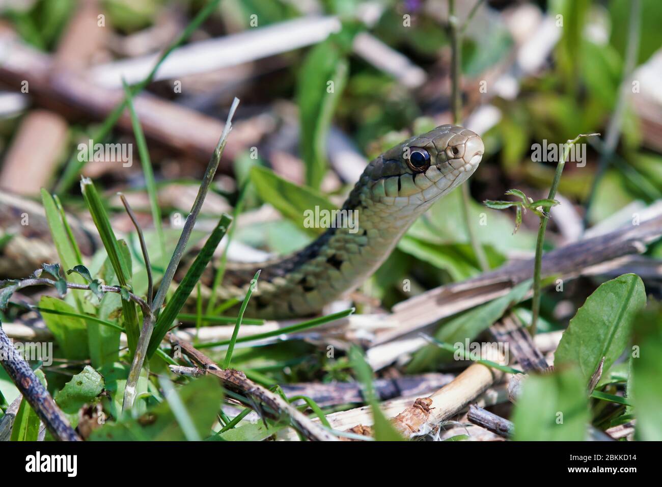 Field snake hi-res stock photography and images - Alamy