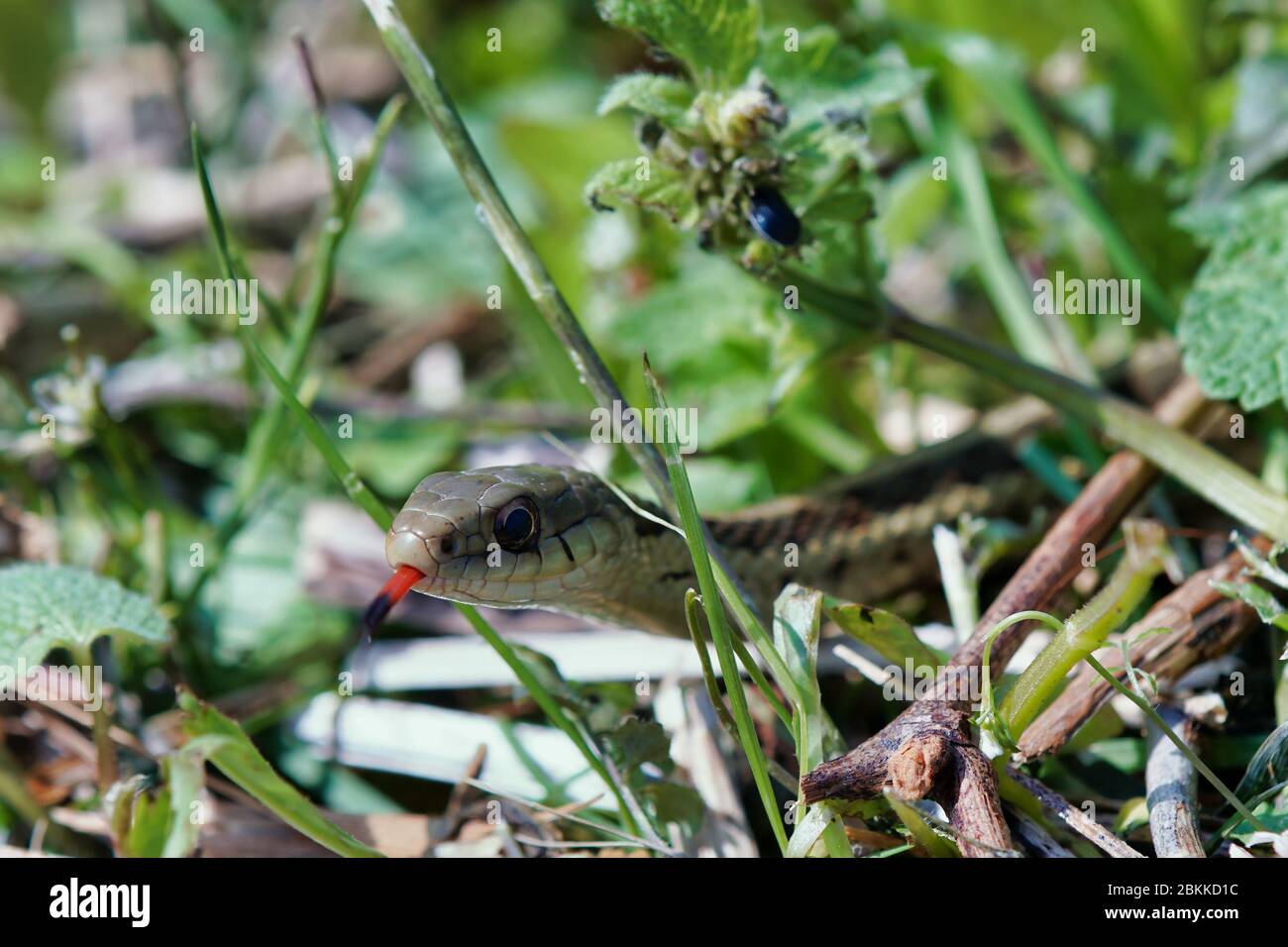 Snake spring hi-res stock photography and images - Alamy