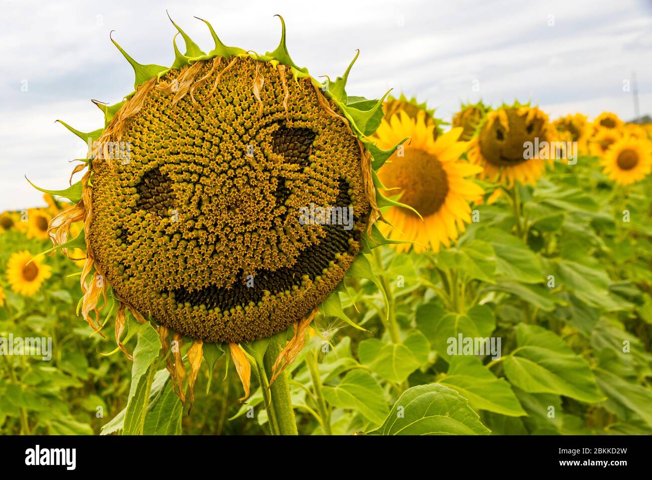 Close-up sunflower with smiling face on a field of sunflowers. Natural ...