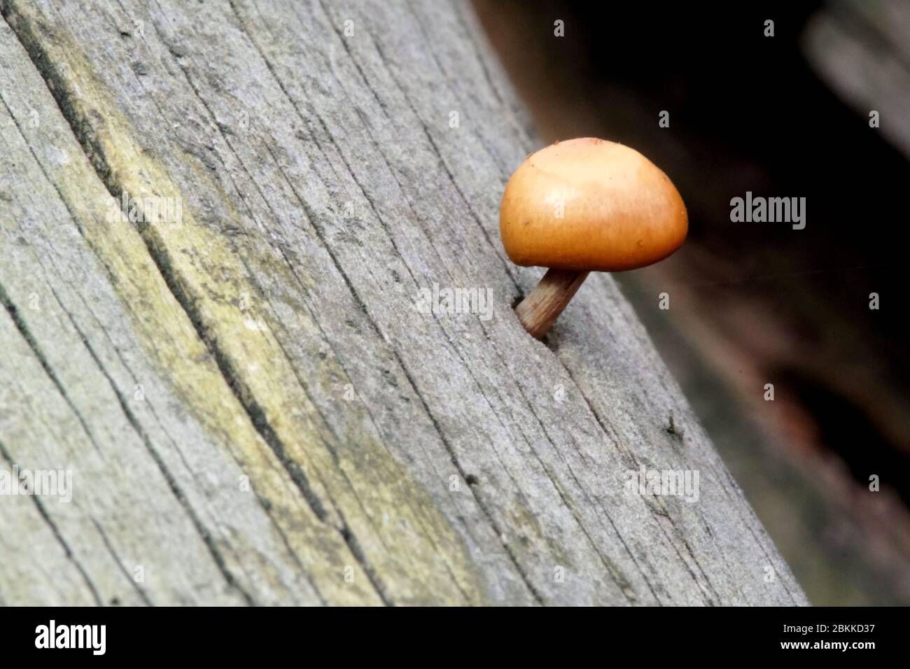 mushrooms in Spring Stock Photo - Alamy