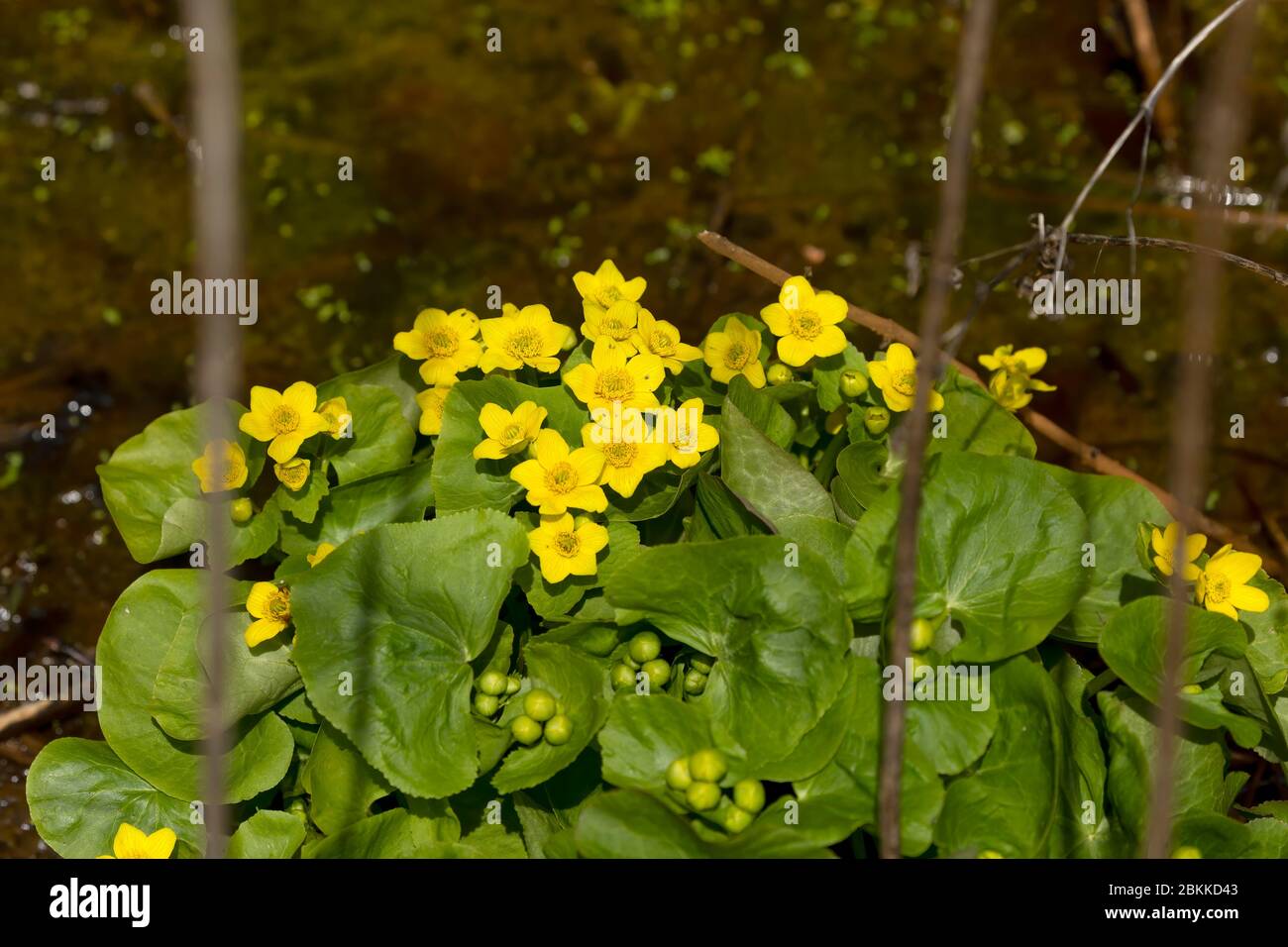 Marsh-marigold is a small to medium-sized perennial herb of the ...