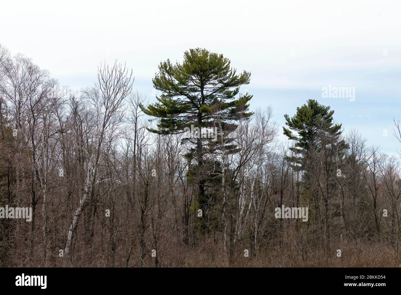 Eastern White Pine is one of the most majestic trees in the state ...
