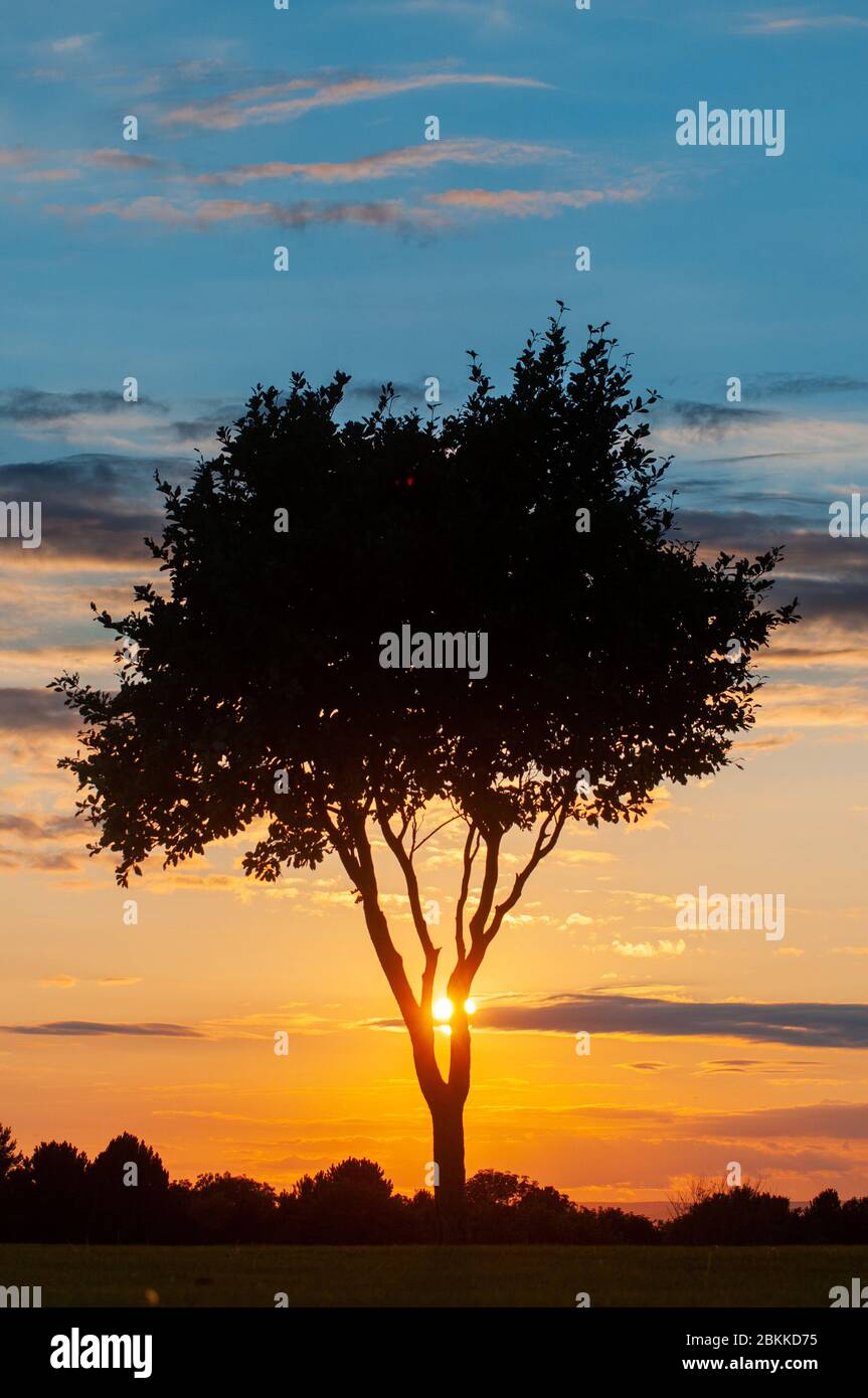 Sunrise behind silhouetted tree hi-res stock photography and images - Alamy