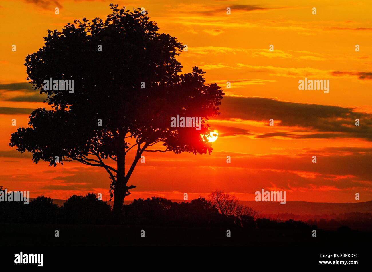 Sun behind a silhouetted tree Stock Photo - Alamy