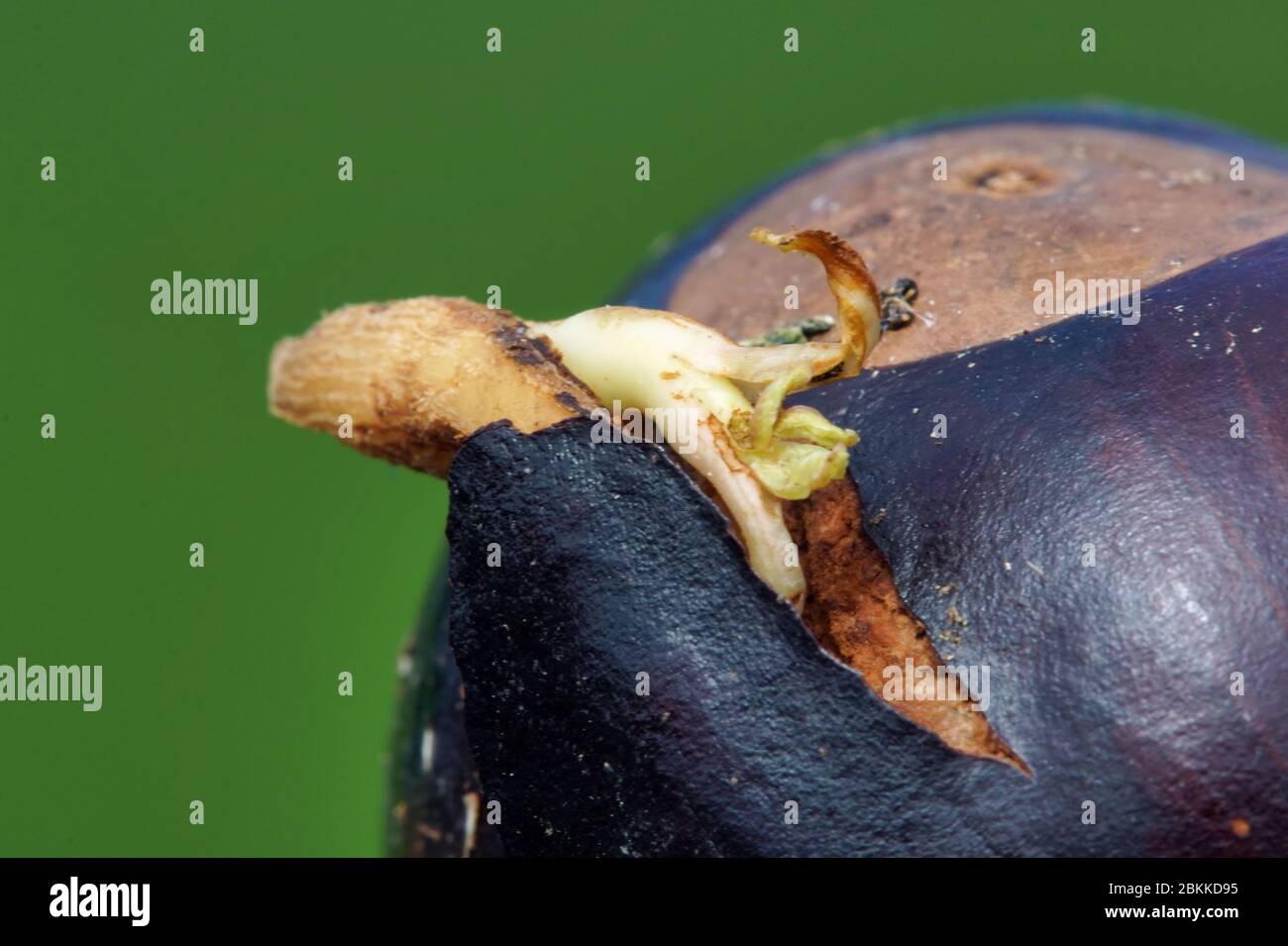 Buckeye tree hi-res stock photography and images - Alamy
