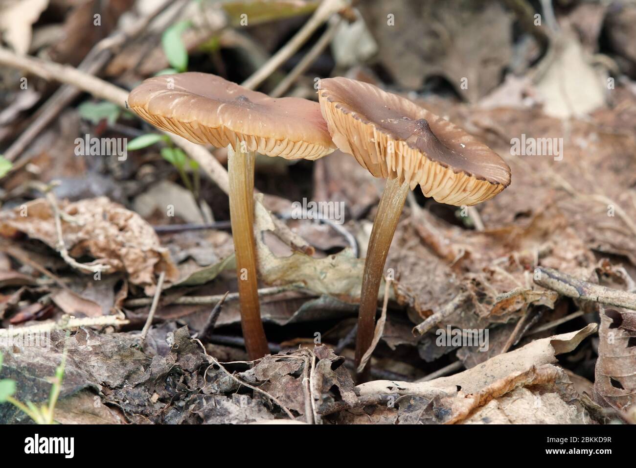 mushrooms in Spring Stock Photo - Alamy