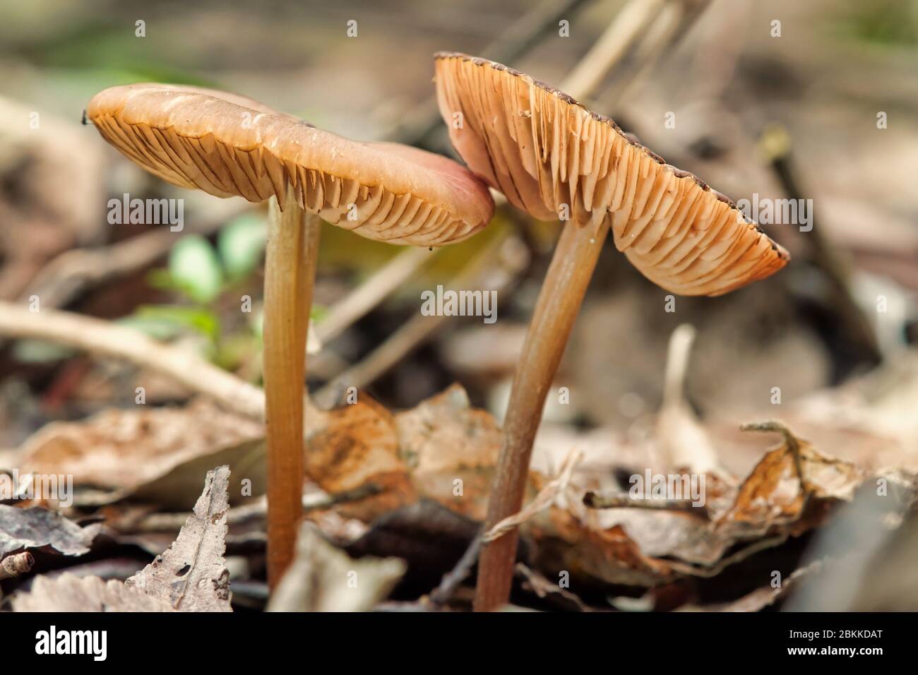 mushrooms in Spring Stock Photo - Alamy