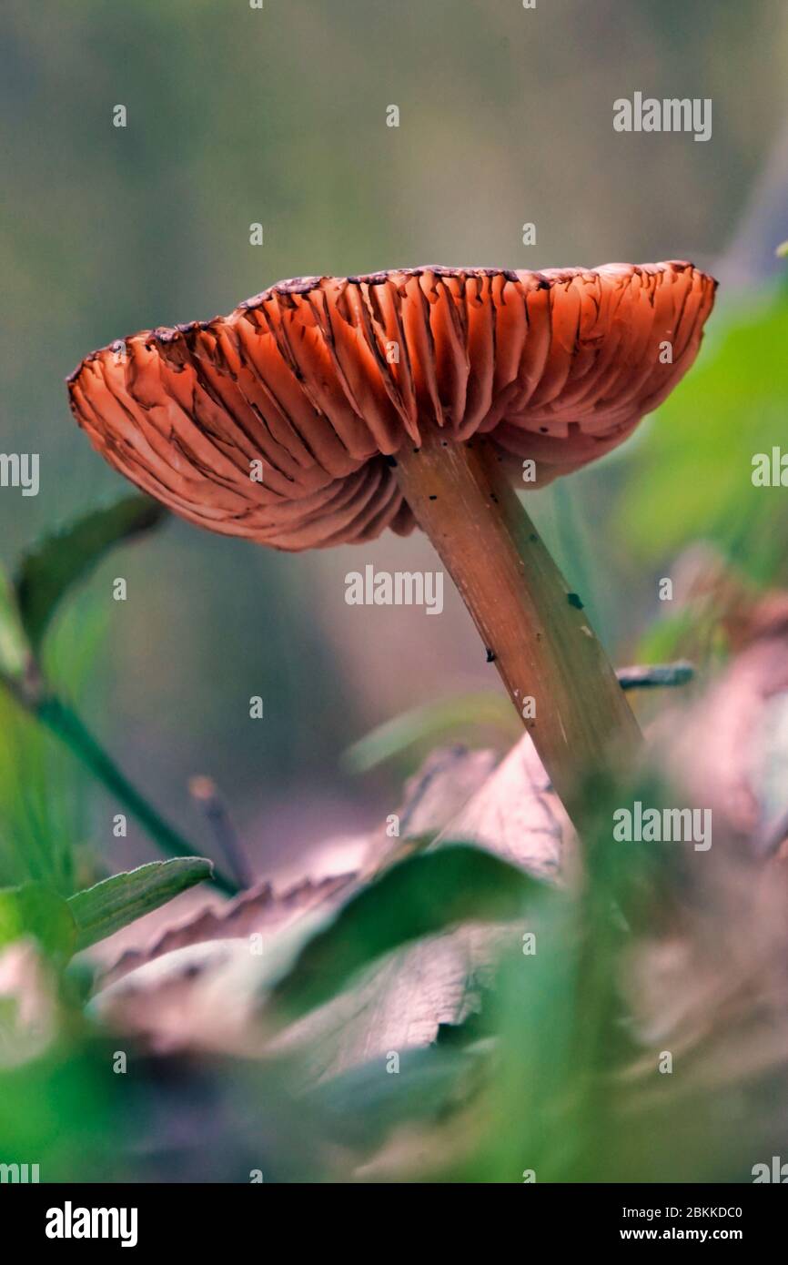 mushrooms in Spring Stock Photo - Alamy