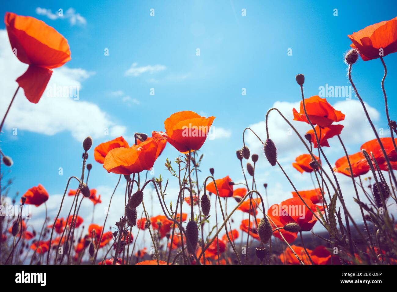 background of beautiful red poppy field against a bright blue sky ...
