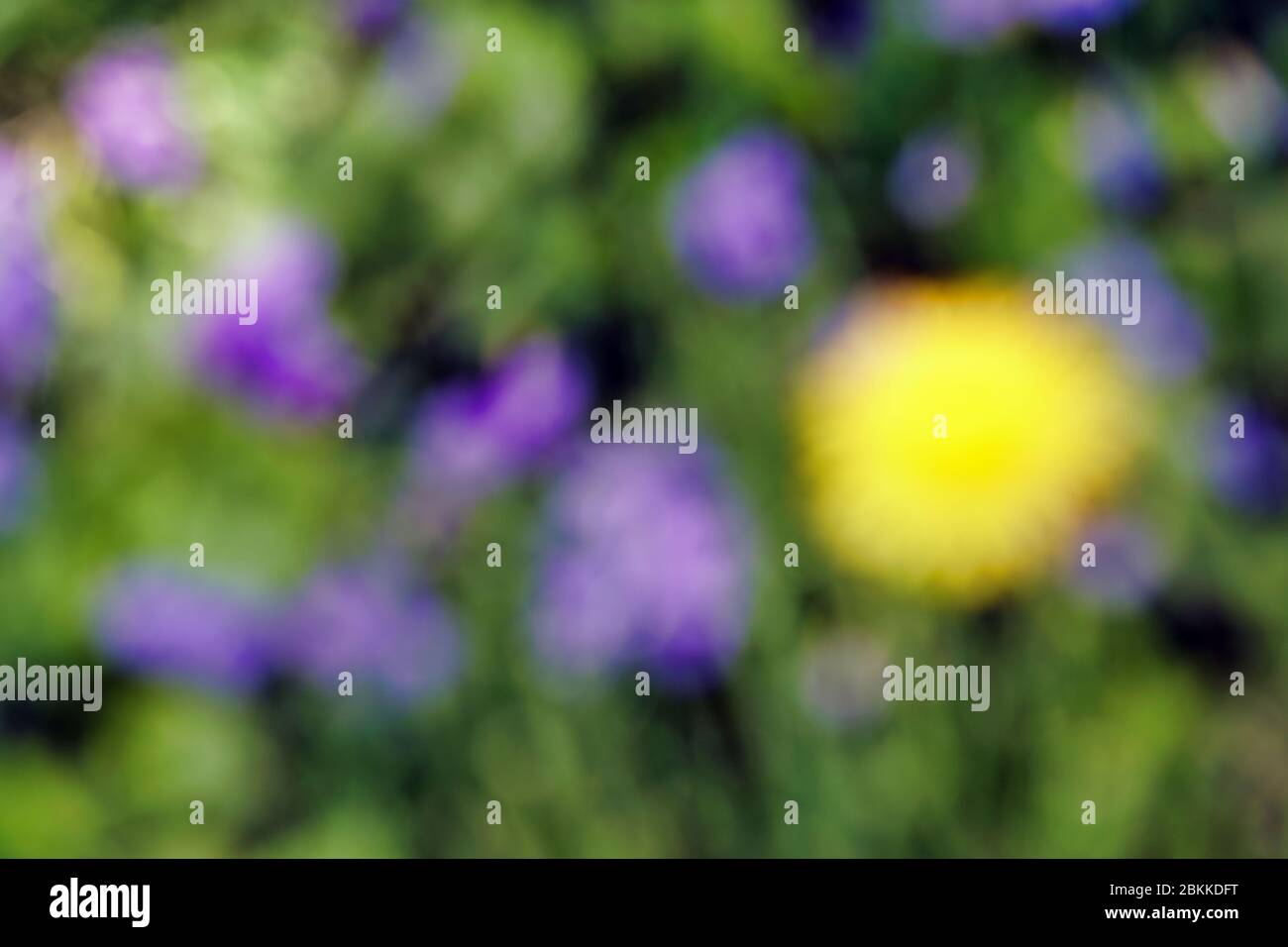 Abstract wildflowers hi-res stock photography and images - Alamy