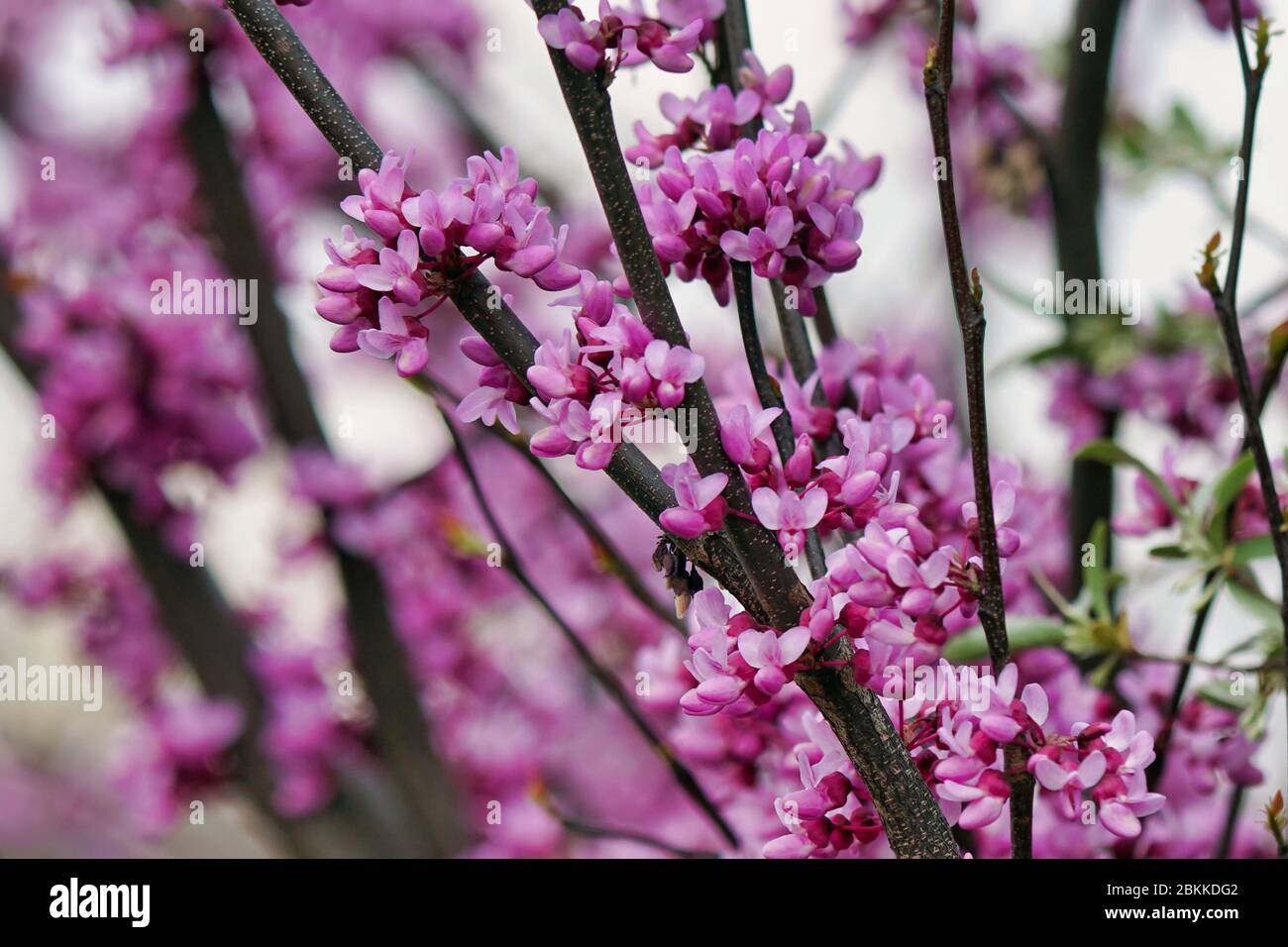 red bud tree blooming Stock Photo - Alamy