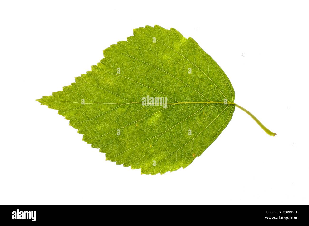 Birch series hi-res stock photography and images - Alamy