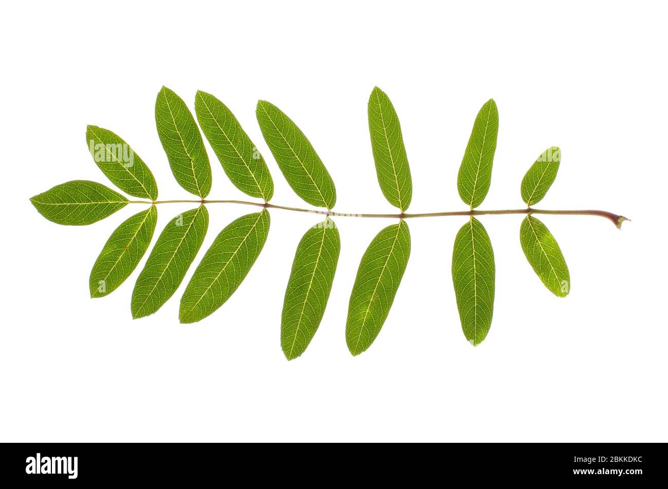 Real rowan leaf isolated on the white background Stock Photo - Alamy
