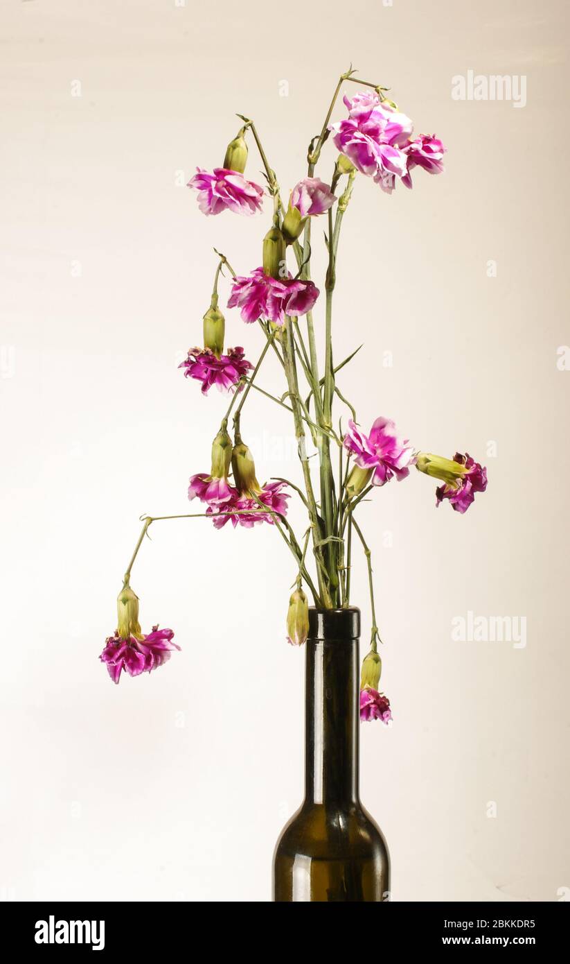 Wilted pink carnation flowers in front of bright background close up ...