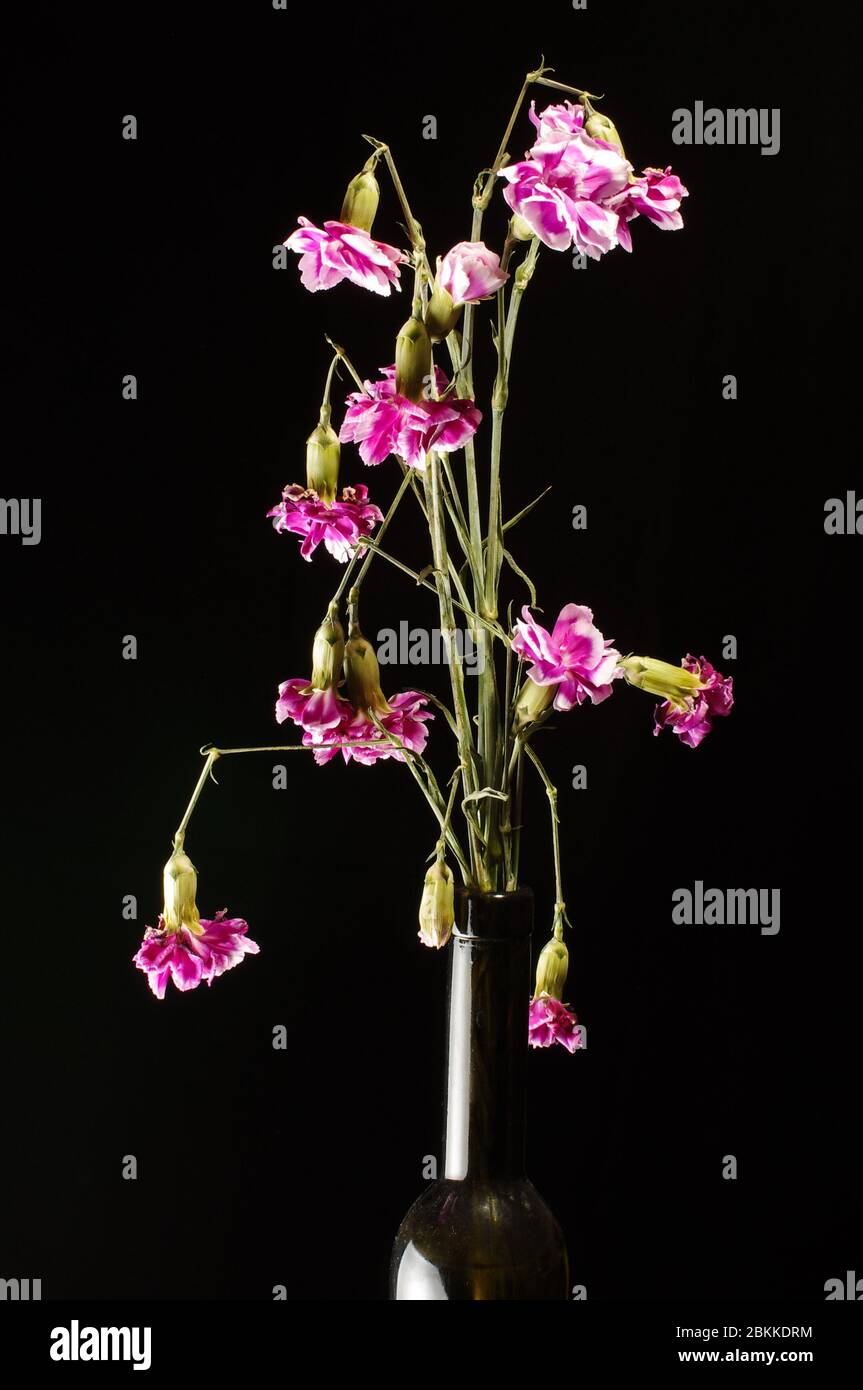 Wilted pink carnation flowers isolated on the black background Stock ...