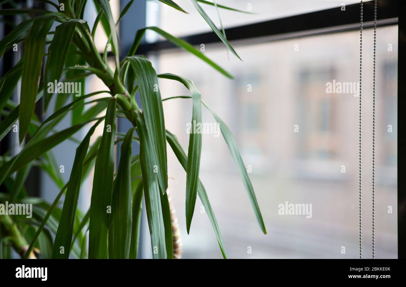 Plants office windowsill hi-res stock photography and images - Alamy