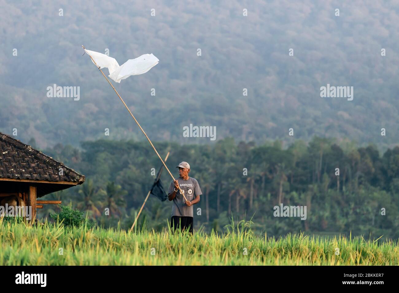 Old man standing in rice fields hi-res stock photography and images - Alamy