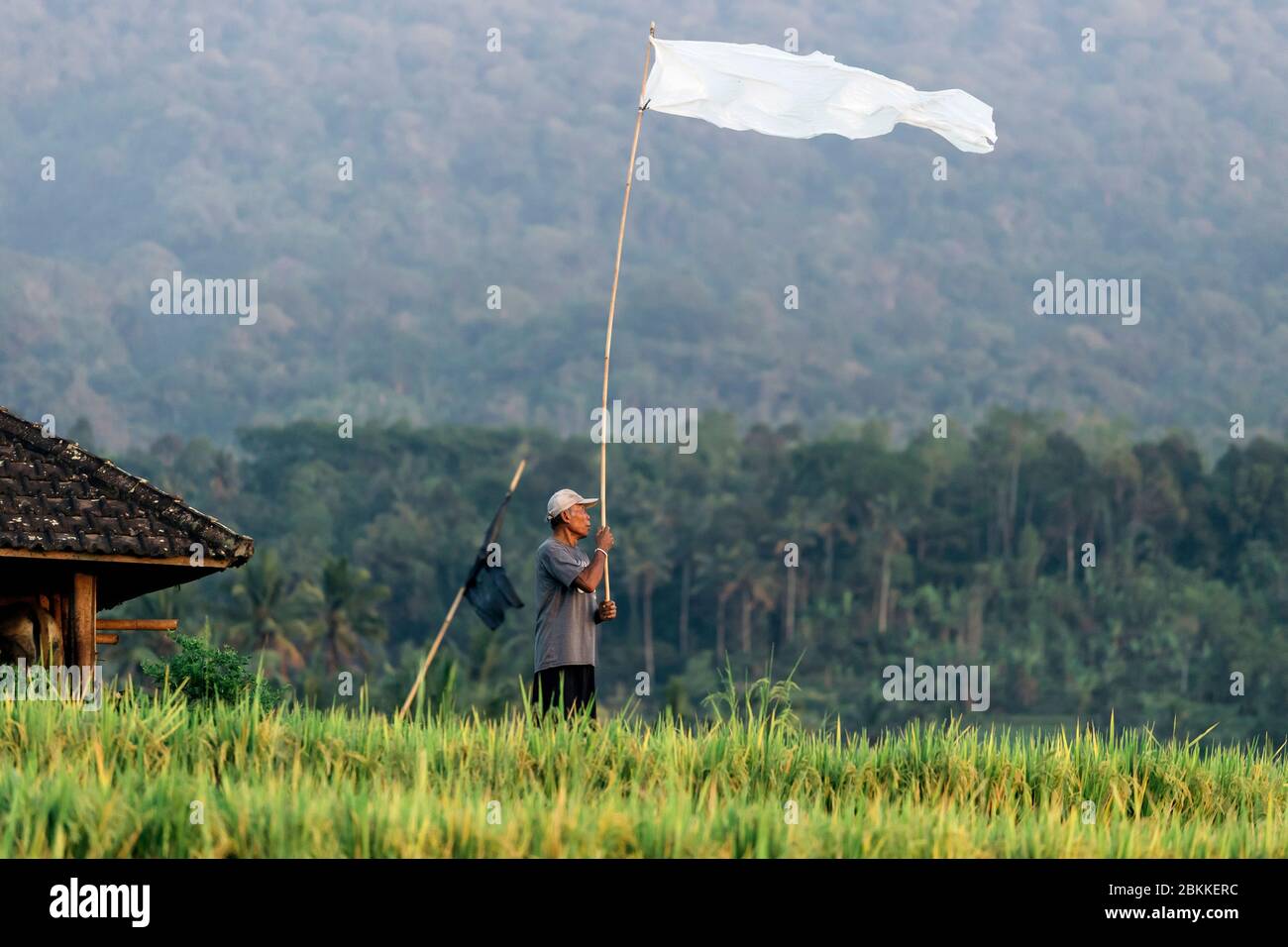Man and his rice fields hi-res stock photography and images - Alamy
