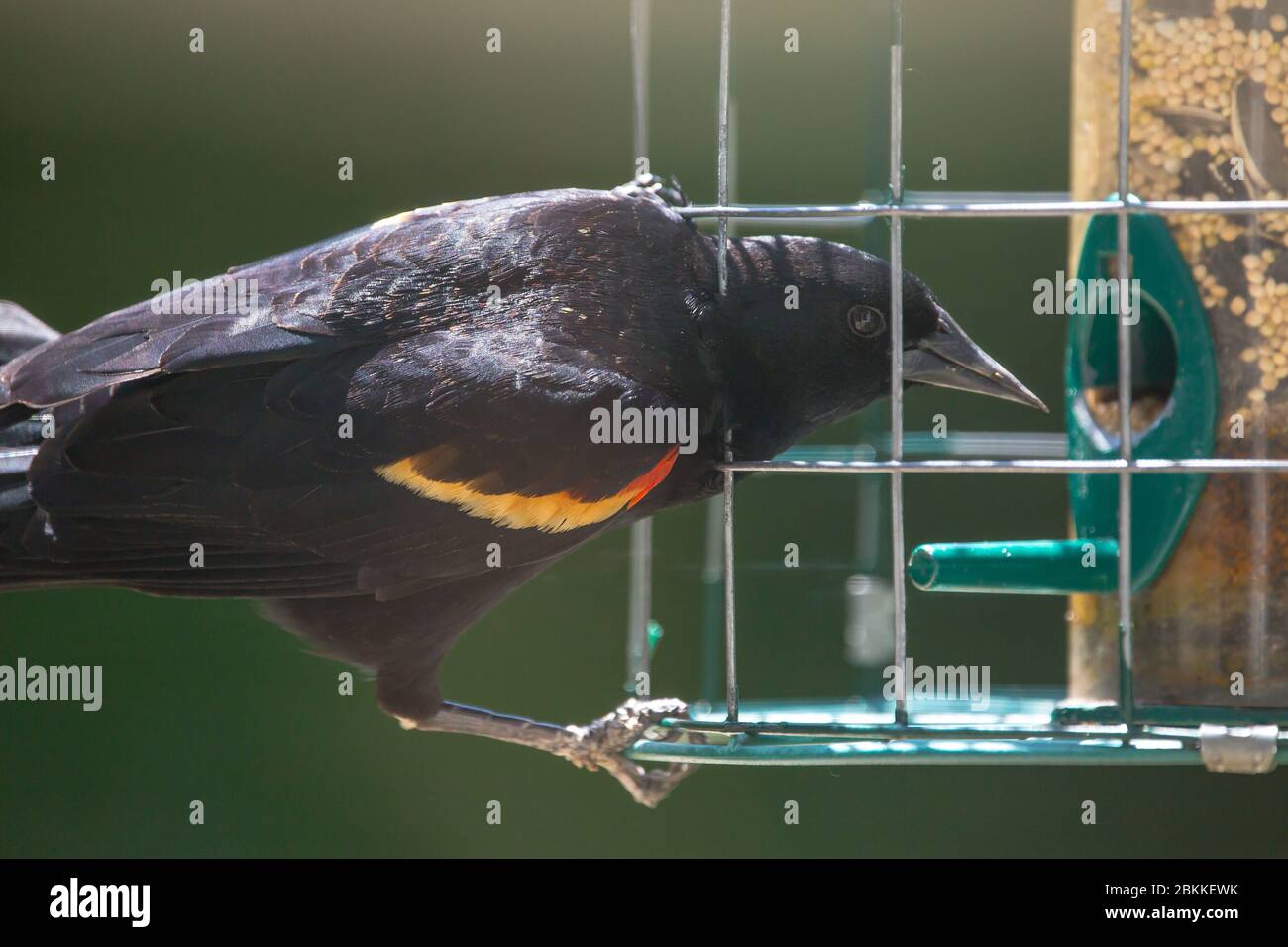 Closeup of a red-winged blackbird reaching through a caged bird feeder ...