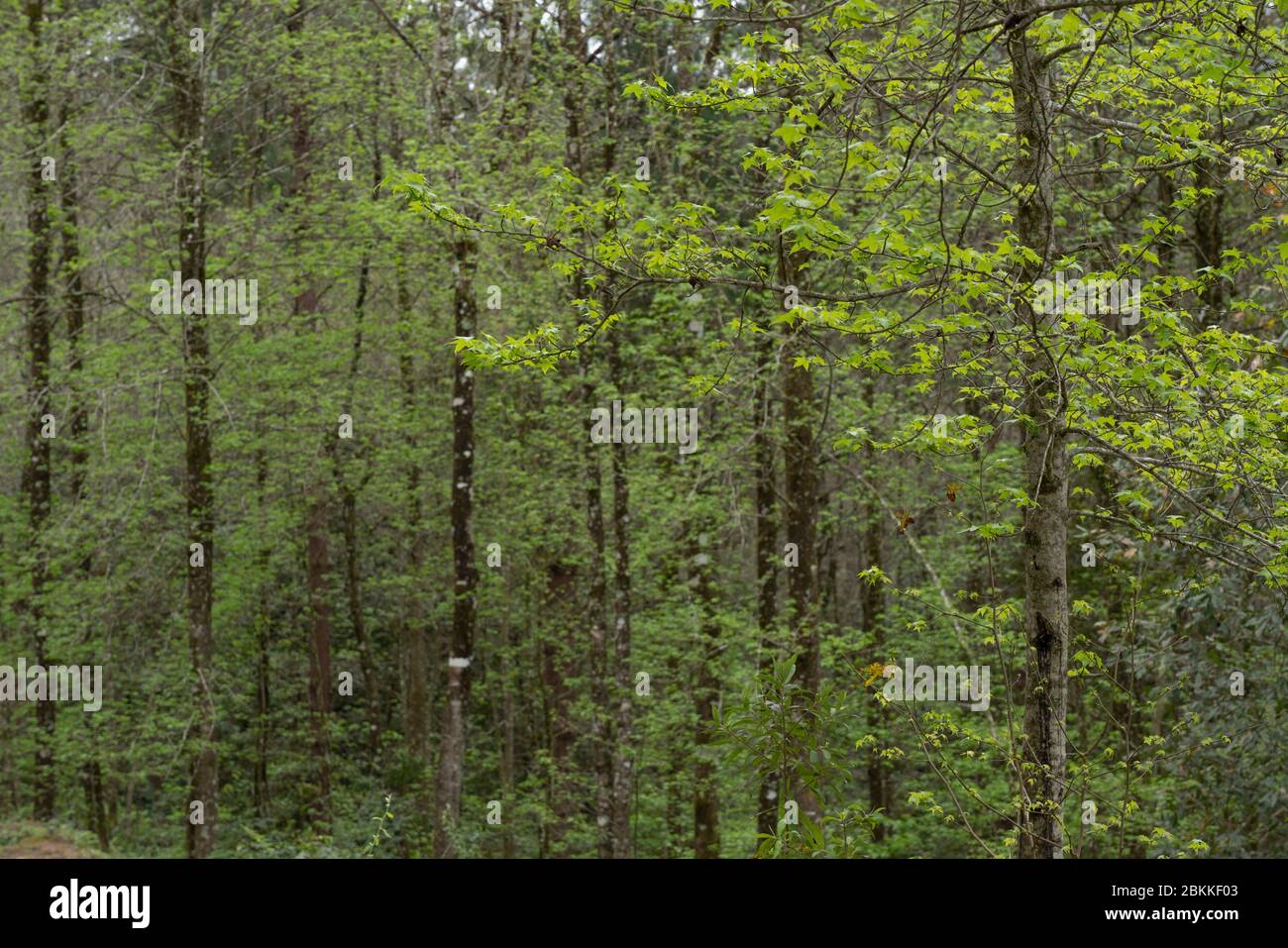 A dense tree forrest in Ahila Stock Photo - Alamy