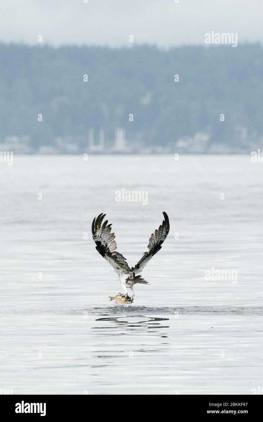 View from behind of an osprey lifting a fish out of the water Stock ...