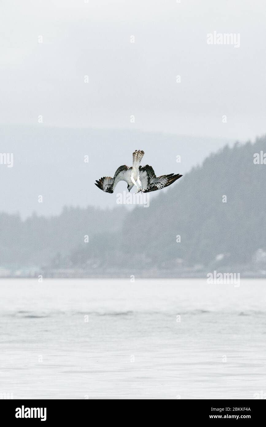 Osprey viewpoint hi-res stock photography and images - Alamy