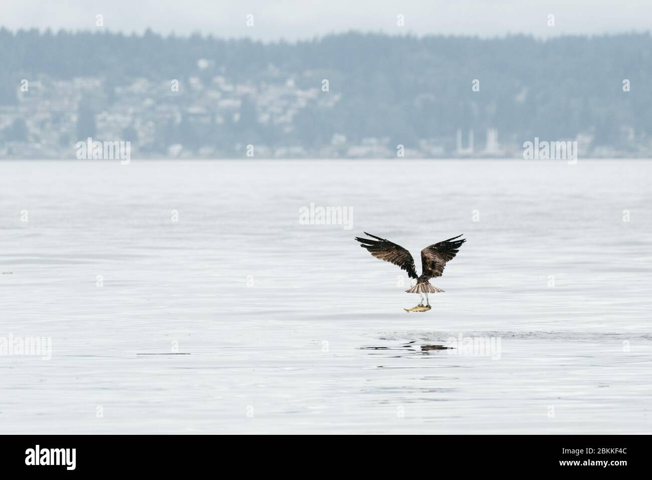 Osprey viewpoint hi-res stock photography and images - Alamy