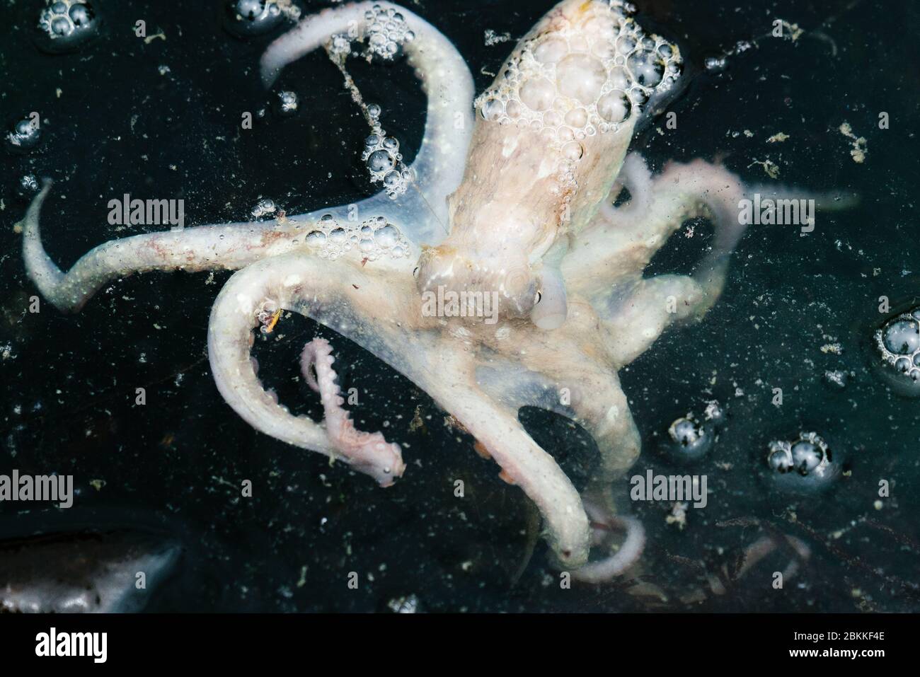 Red octopus (octopus rubescens) hi-res stock photography and images - Alamy