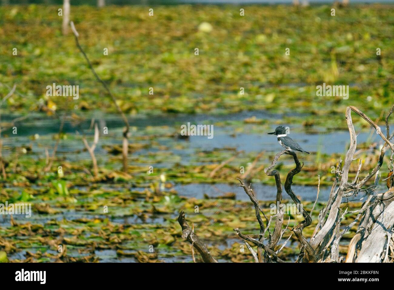 Wide angle kingfishers hi-res stock photography and images - Alamy