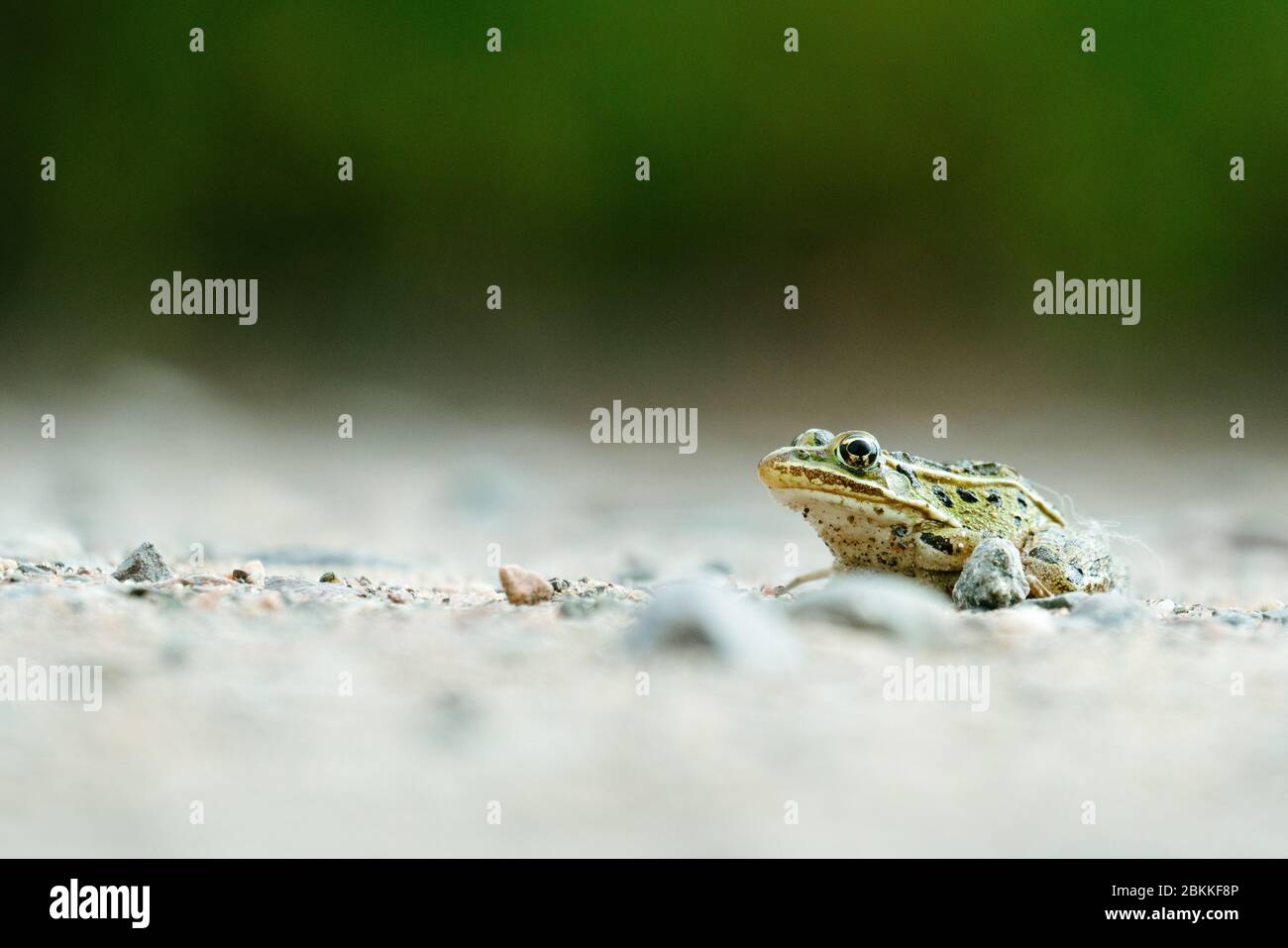 Side view of a Northern Leopard Frog on a walking path Stock Photo - Alamy