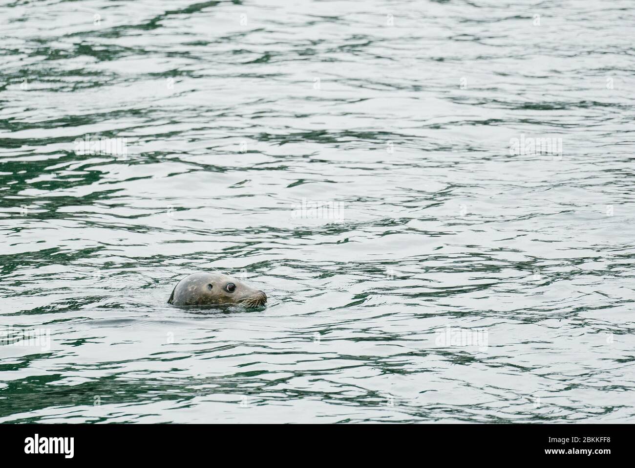 Side view of a harbor seal swimming at Ballard Locks in Seattle Stock ...