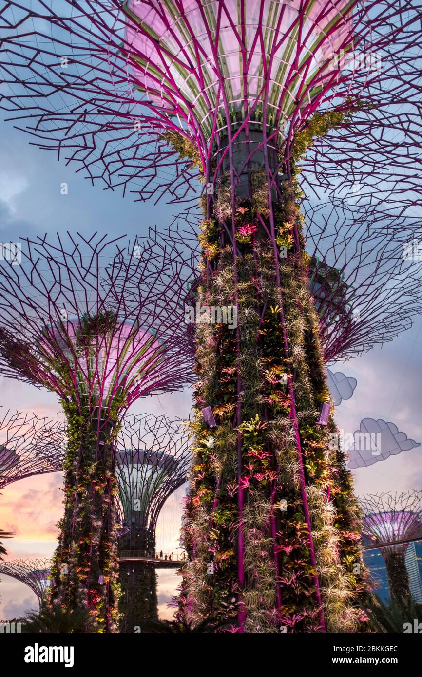 Looking up at a group of solar-powered supertrees at dusk in the ...