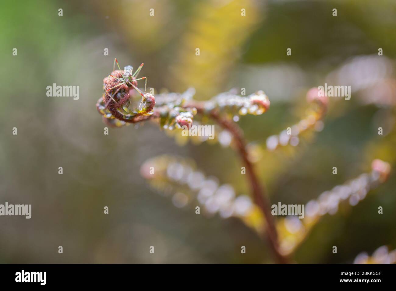 Reduviidae assassin bug hi-res stock photography and images - Alamy